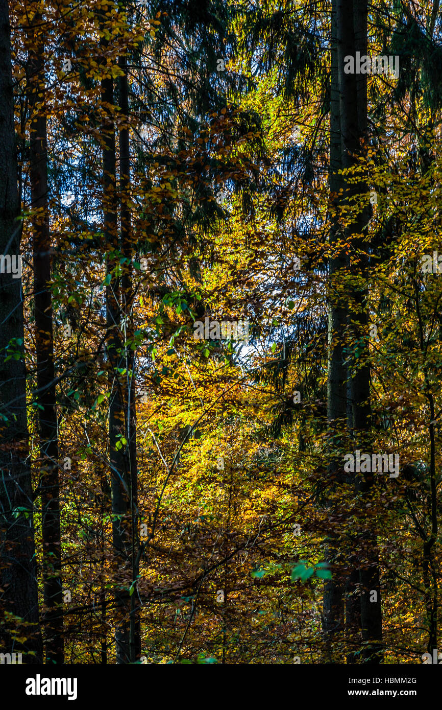 Buchen Rinde High Resolution Stock Photography and Images - Alamy