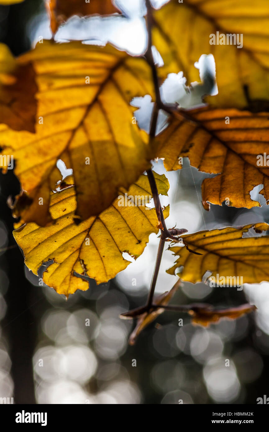 Buchen rinde hi-res stock photography and images - Alamy