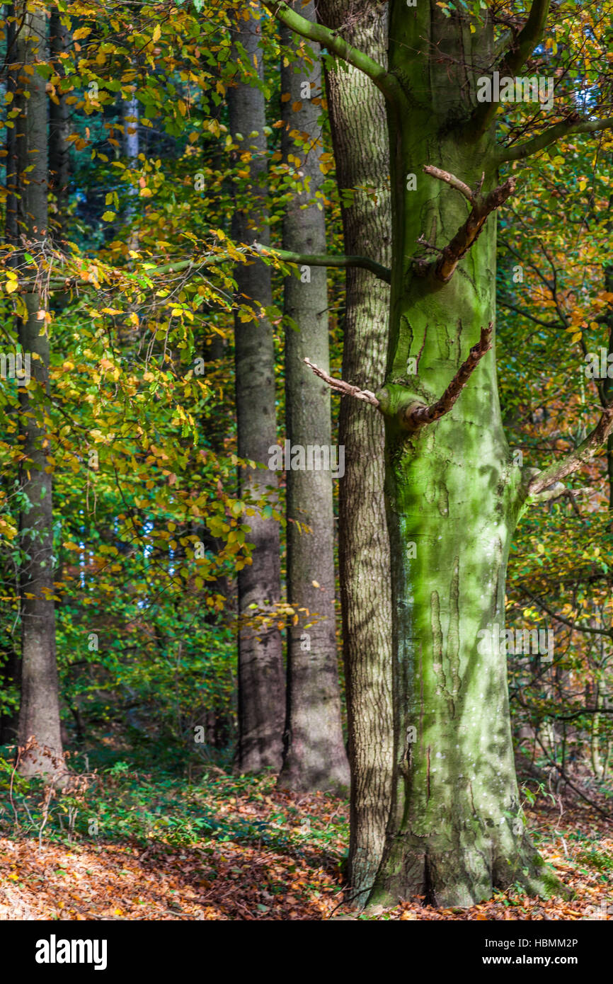 Buchen rinde hi-res stock photography and images - Alamy