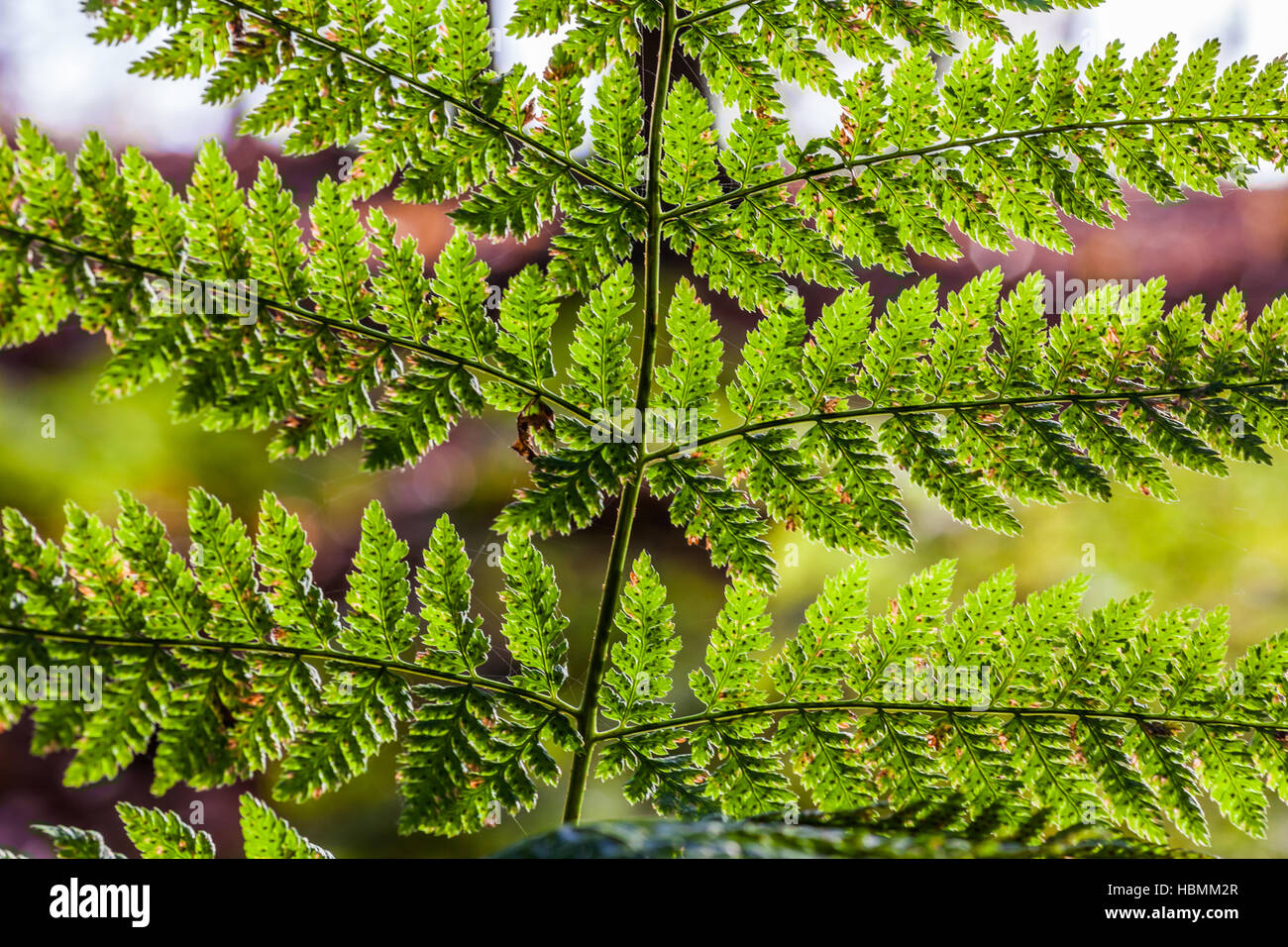 Farn hi-res stock photography and images - Alamy