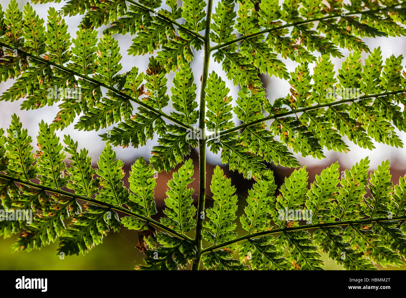 Farn hi-res stock photography and images - Alamy