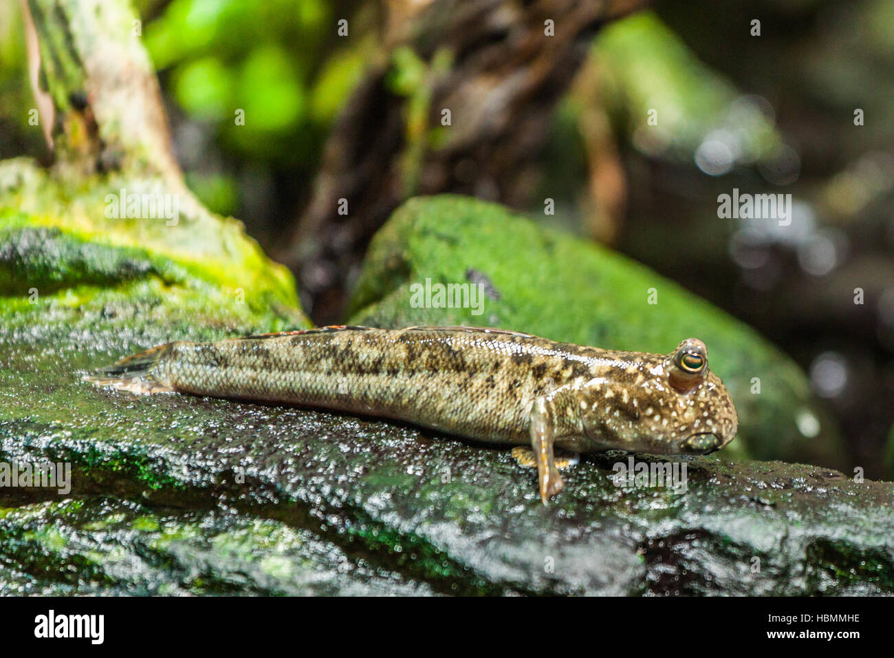 Sungei buloh hi-res stock photography and images - Alamy