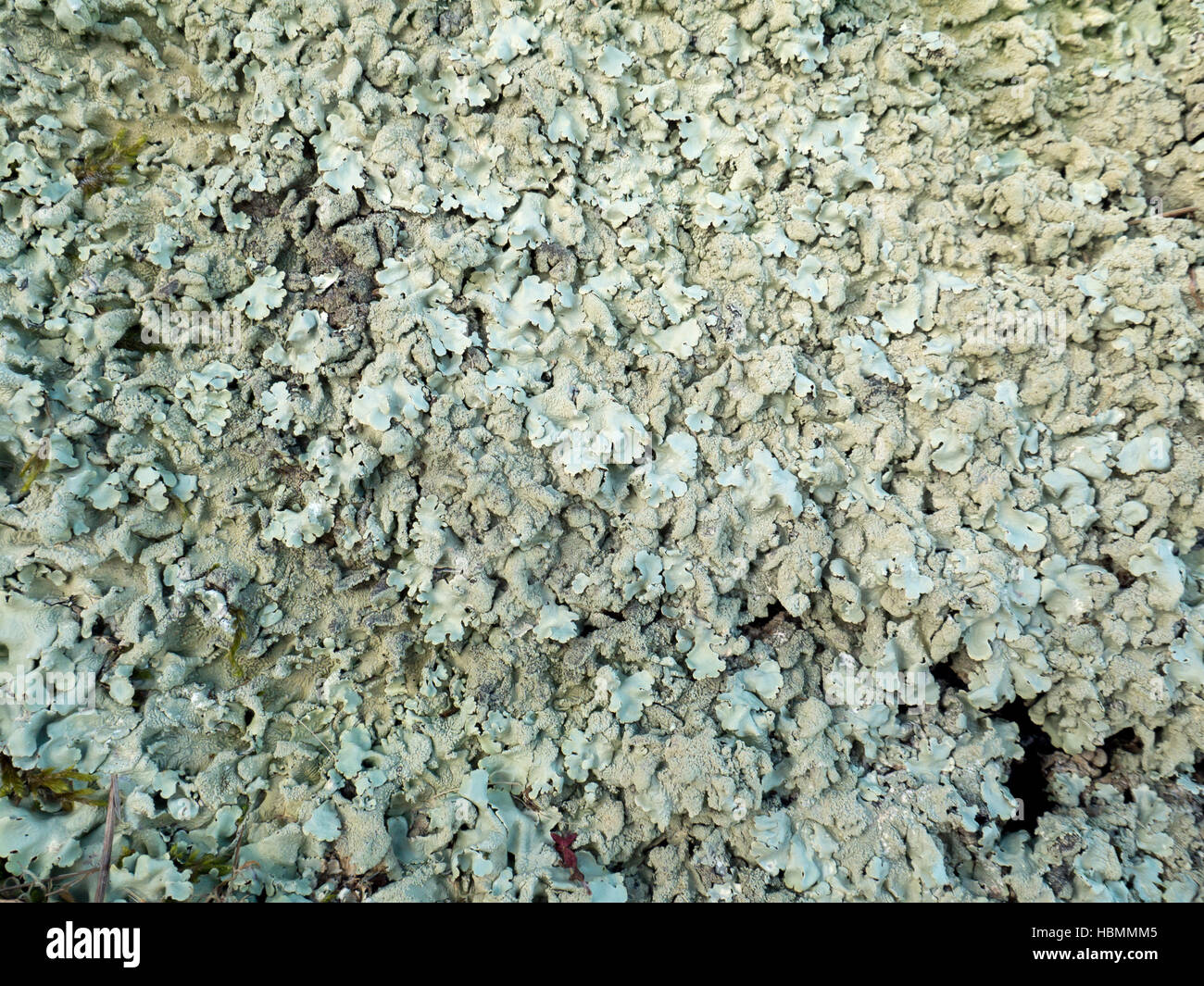 Gray foliose lichen closeup background Stock Photo - Alamy