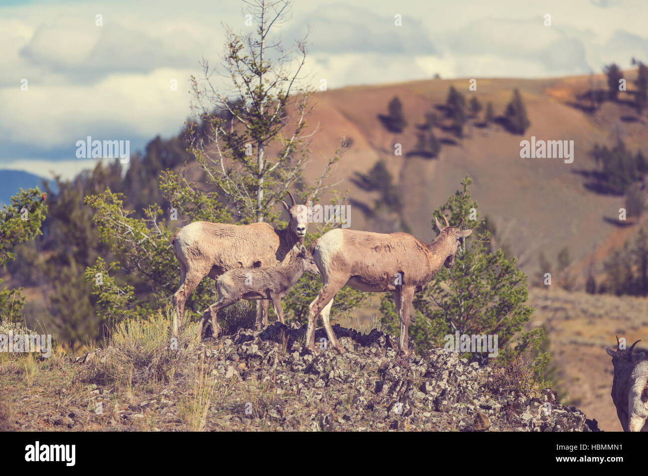 Goat in Canada Stock Photo - Alamy