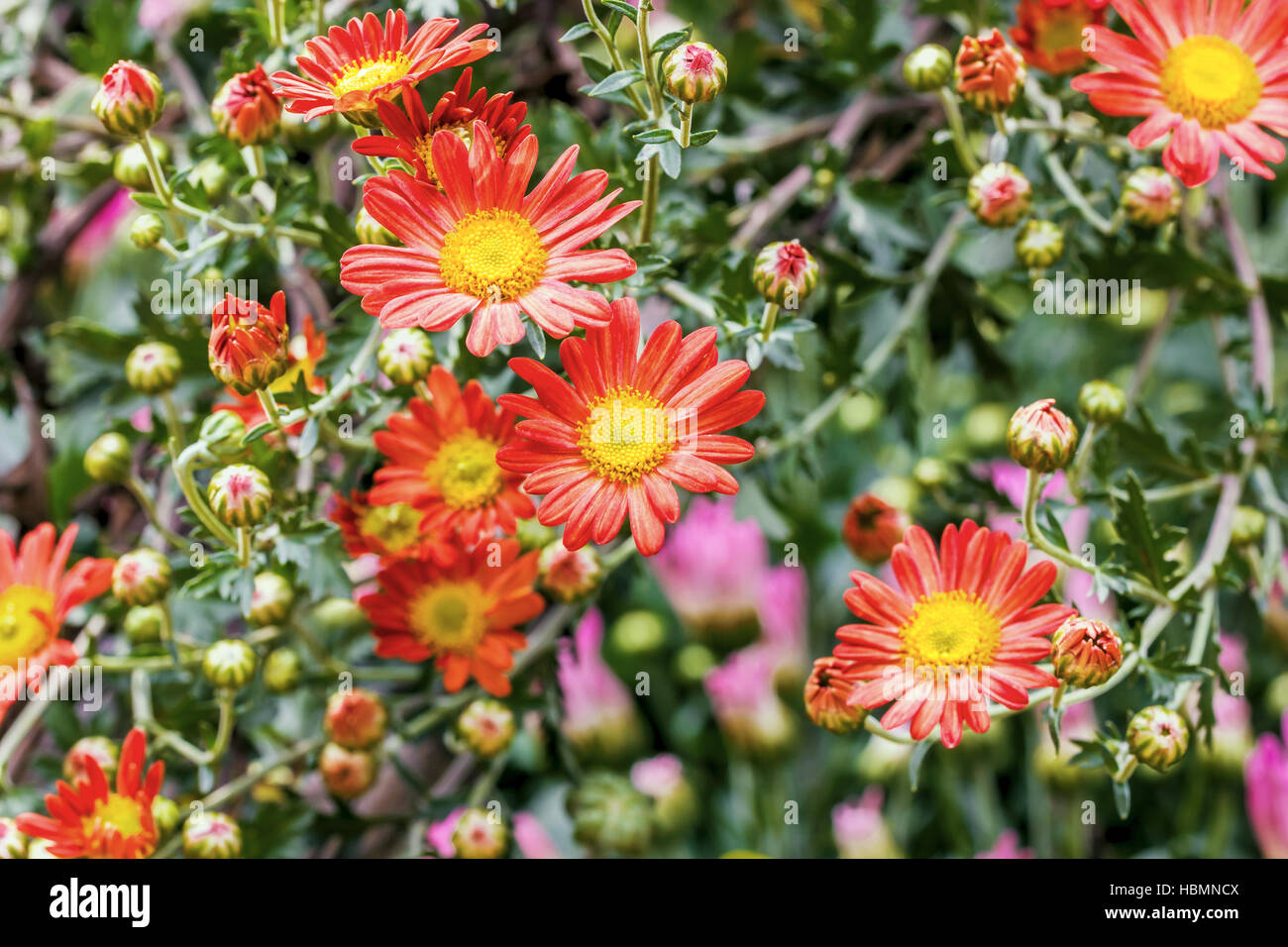 Cross map flowers hi-res stock photography and images - Alamy