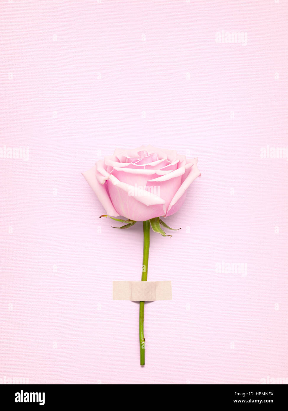 Rose with card Stock Photo - Alamy