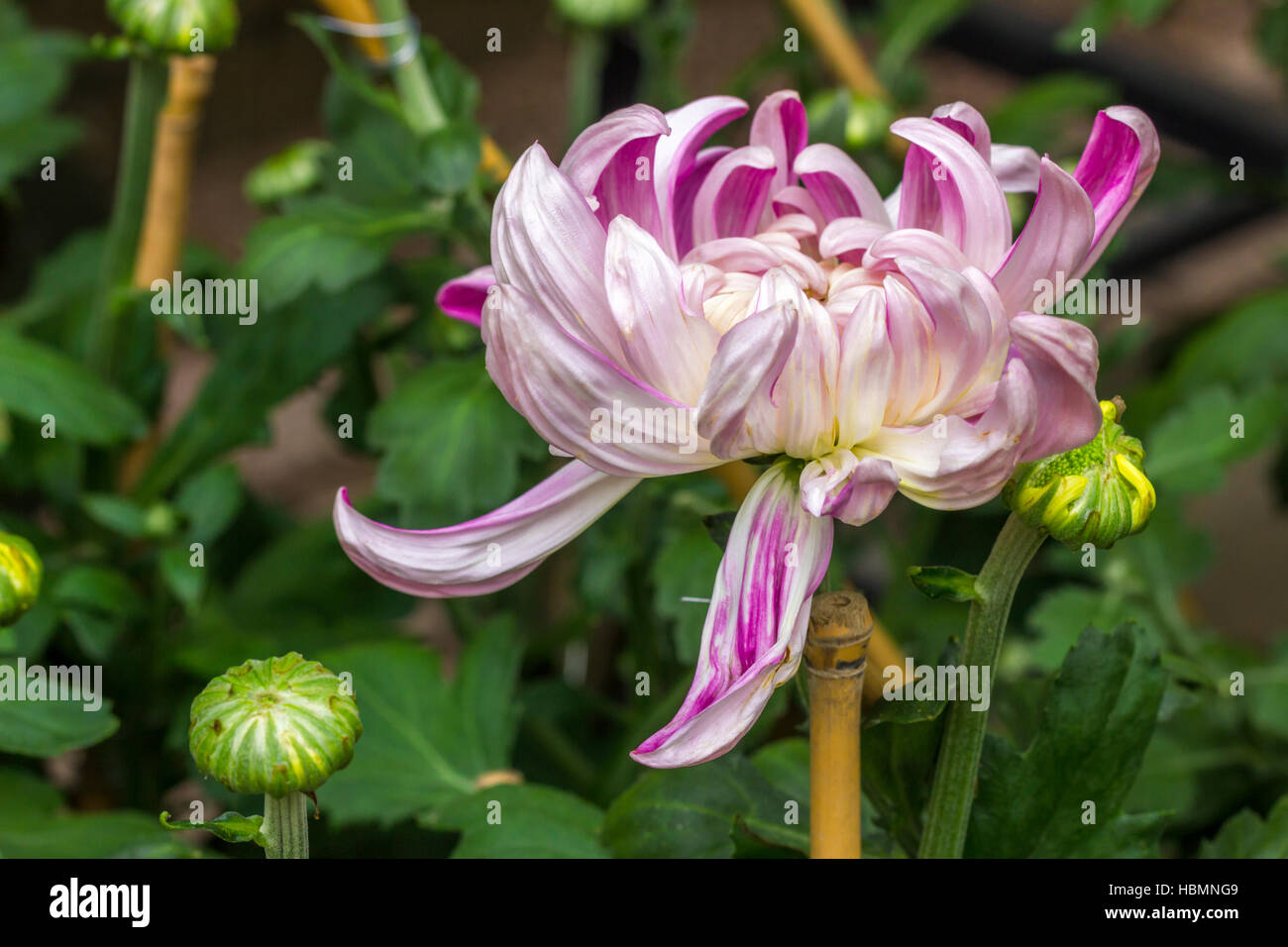 Chrysanthemum flower plant hi-res stock photography and images - Alamy