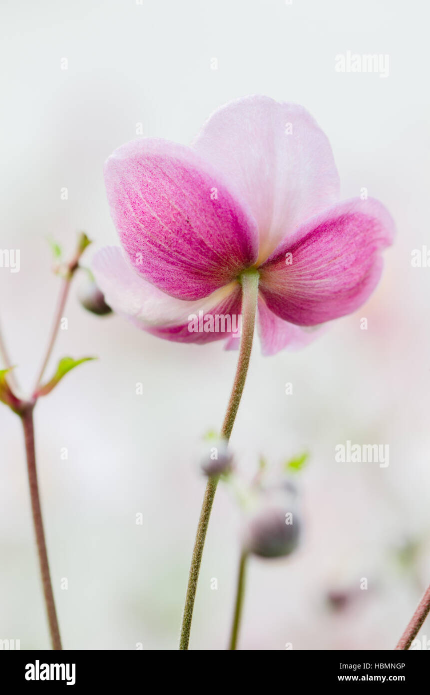 Pale pink flower Japanese anemone, close-up Stock Photo - Alamy