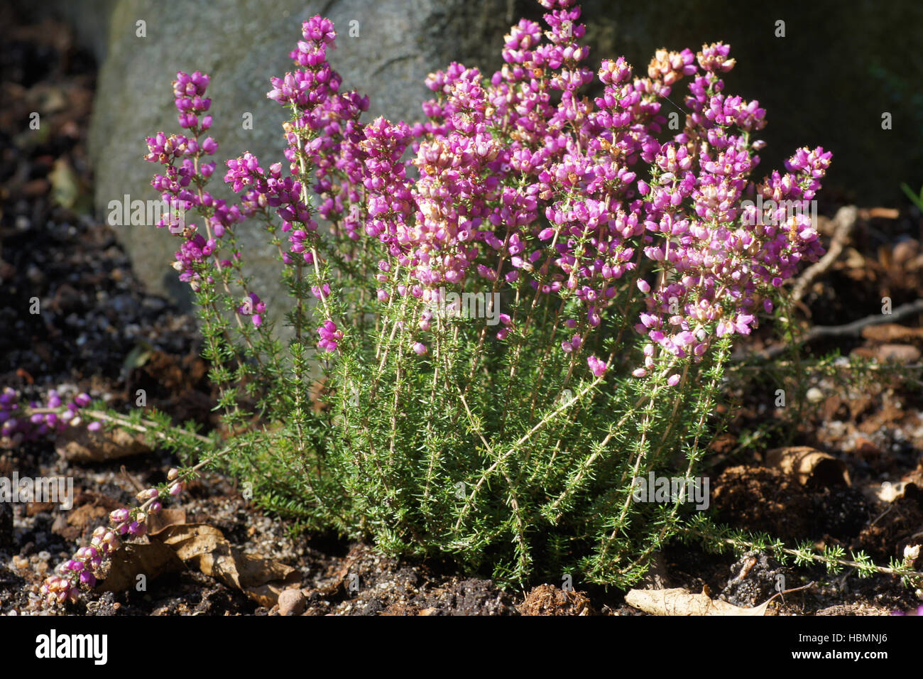 Calluna vulgaris, Heather Stock Photo - Alamy