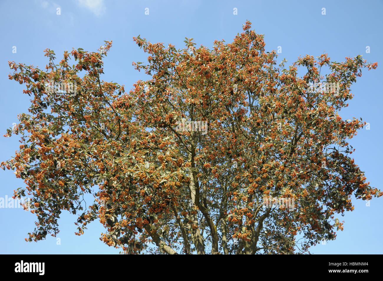 Sorbus x intermedia, Swedish whitebeam Stock Photo - Alamy