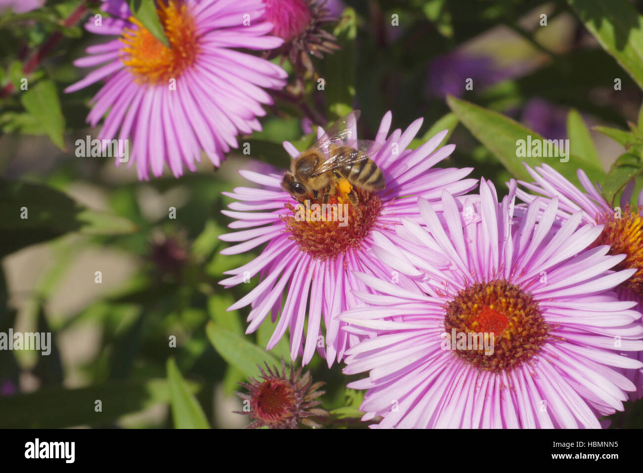 Aster novi-belgii, New York aster, with bee Stock Photo - Alamy