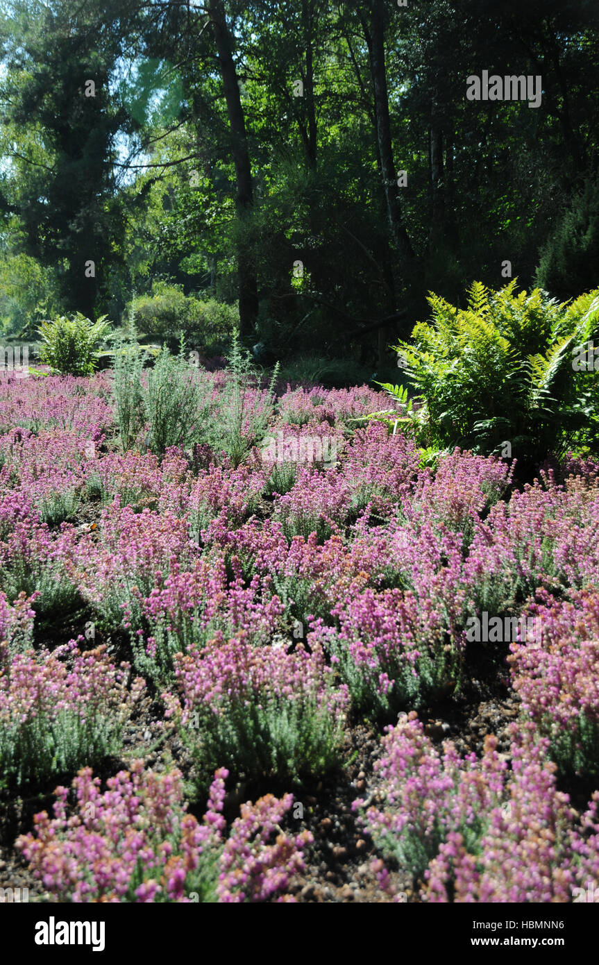 Calluna vulgaris, Heather Stock Photo - Alamy