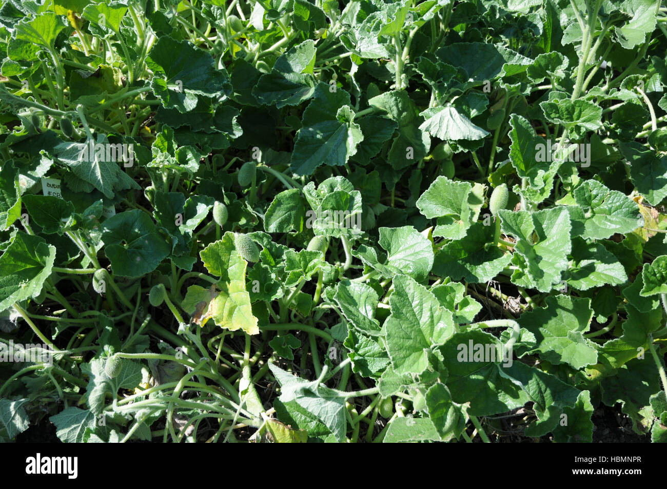Ecballium elaterium, Exploding cucumber Stock Photo - Alamy