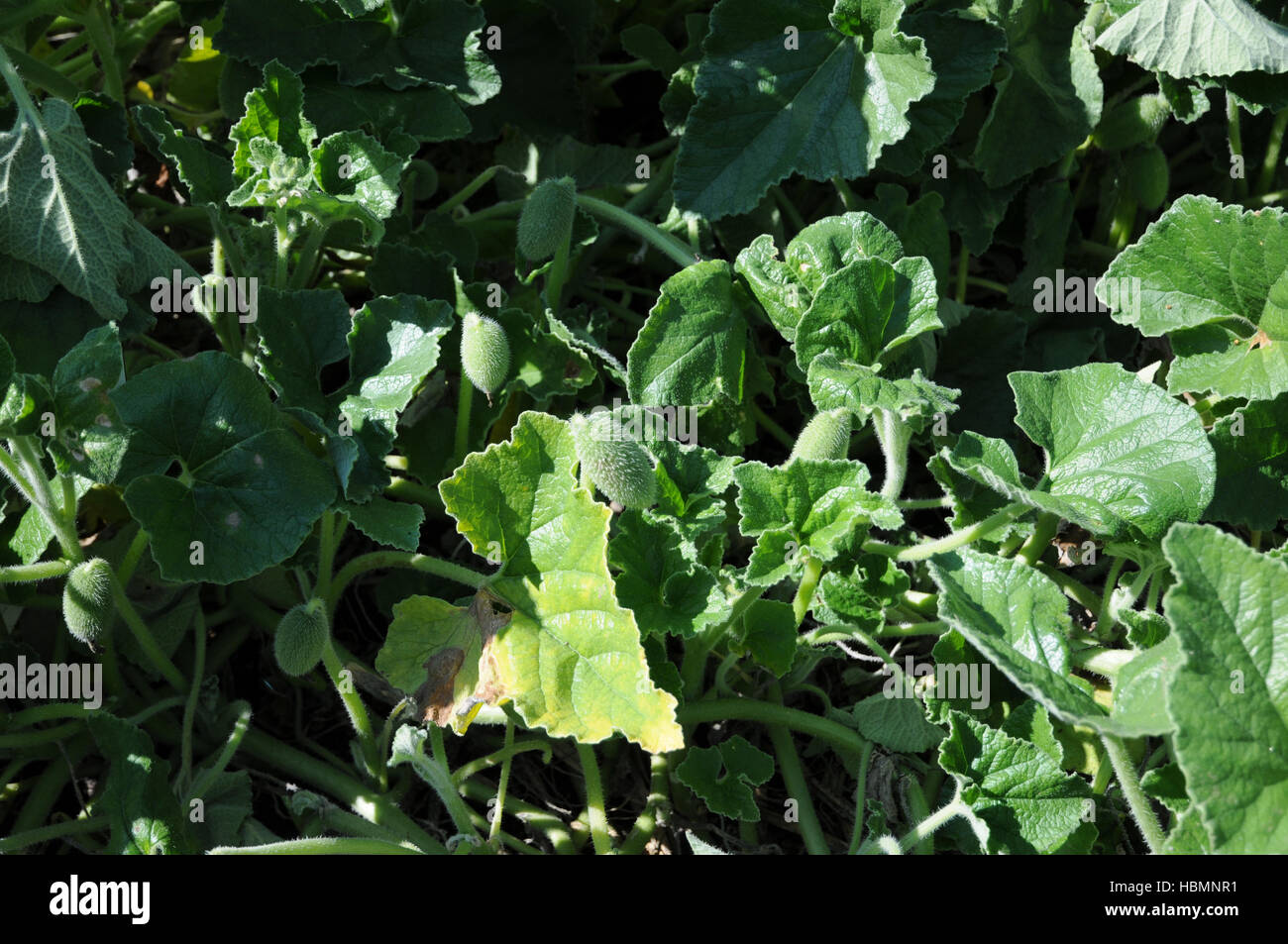 Ecballium elaterium hi-res stock photography and images - Alamy