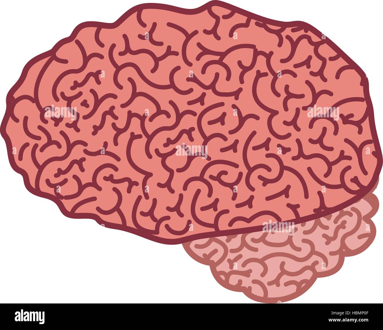 Brain side view right hi-res stock photography and images - Alamy