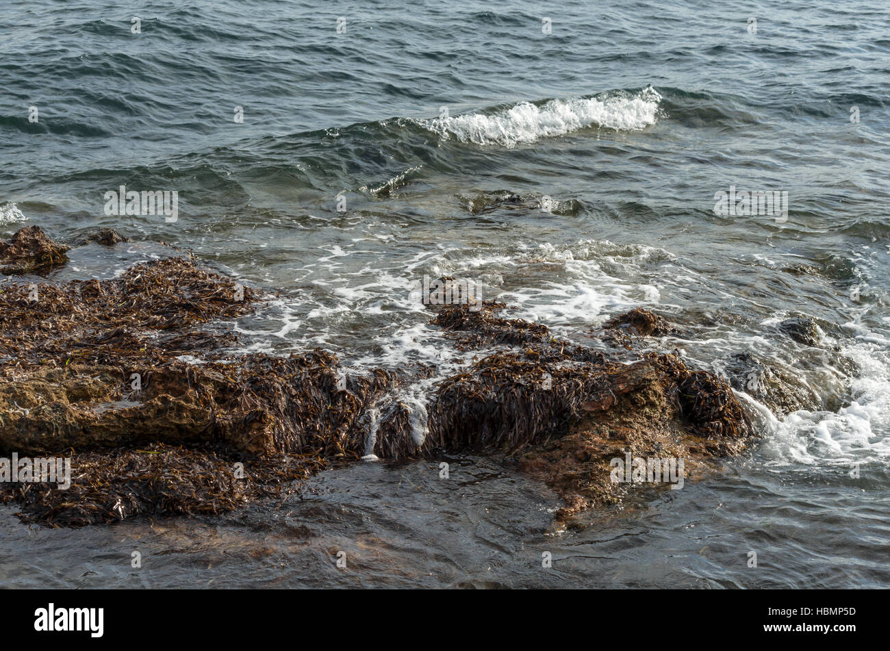 Seaweed Strand High Resolution Stock Photography and Images - Alamy
