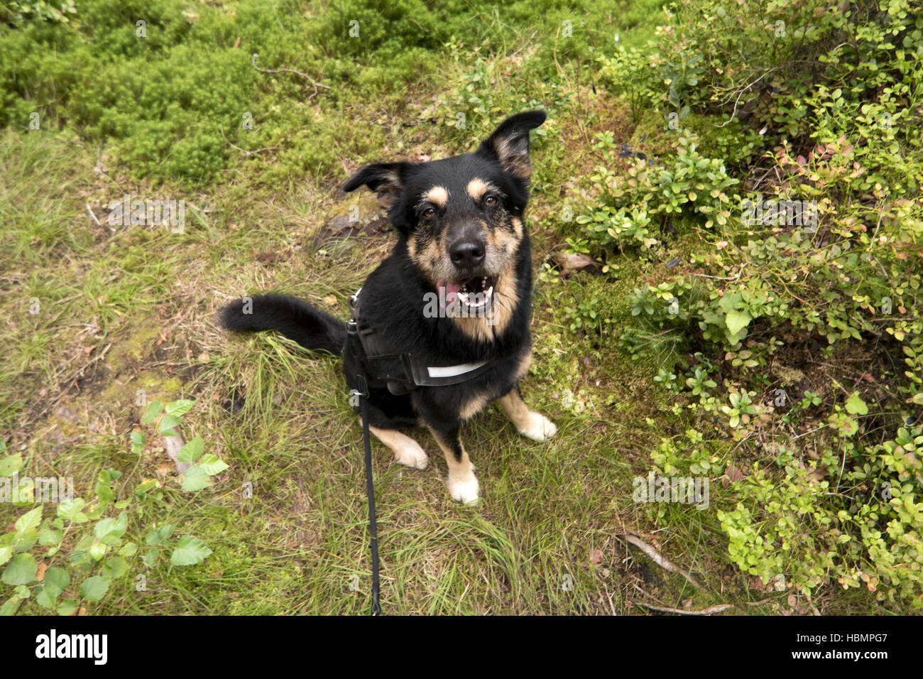 Dog sitting on the Forest Ground Stock Photo - Alamy