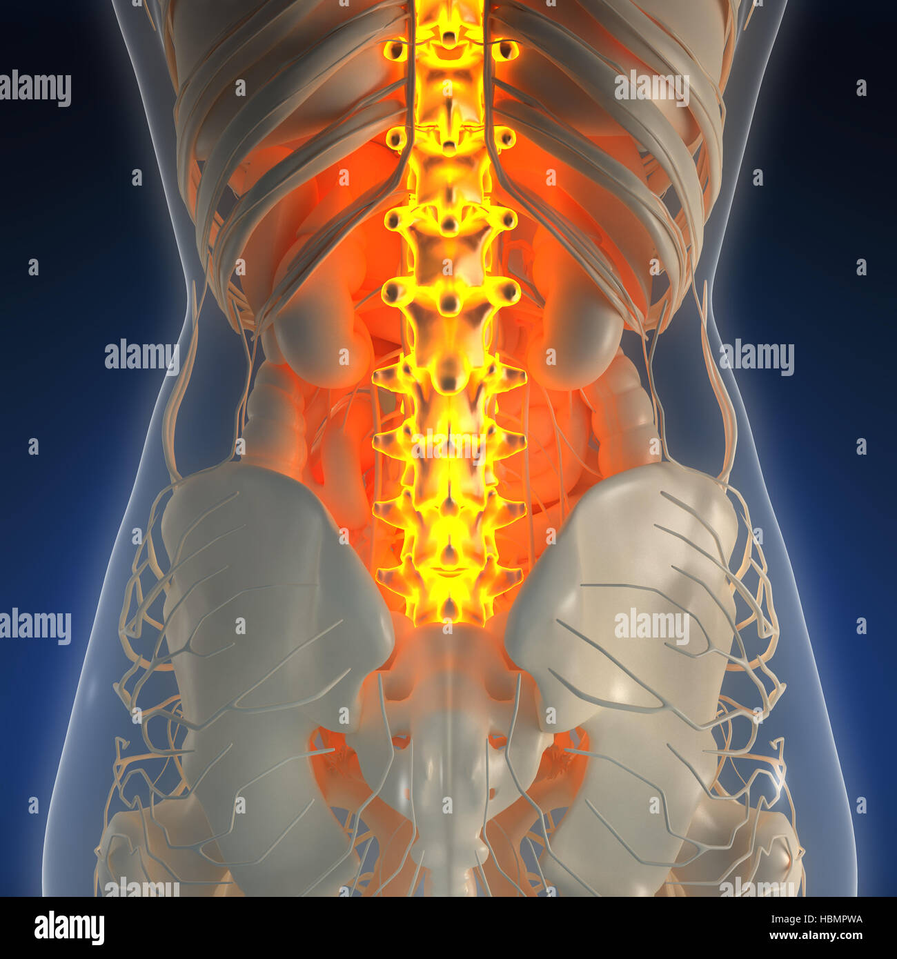 science anatomy of human body in x-ray with glow back bones Stock Photo ...