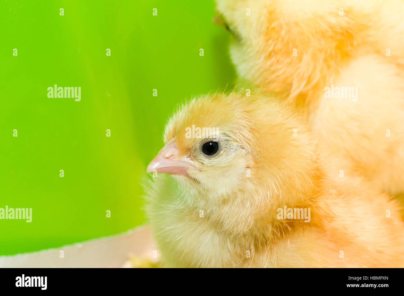 Two day old chick Stock Photo - Alamy