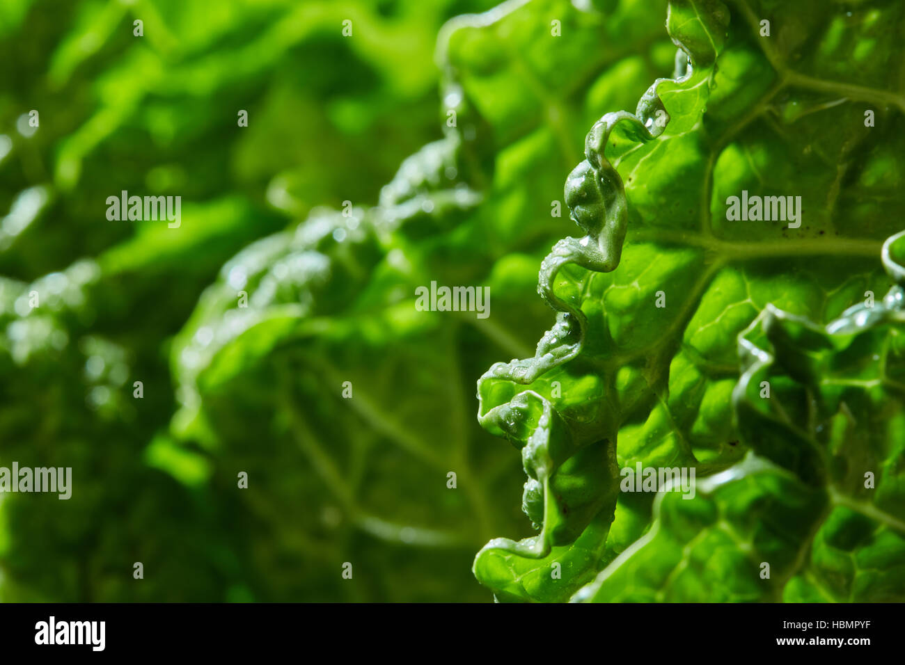 Savoy cabbage texture Stock Photo - Alamy