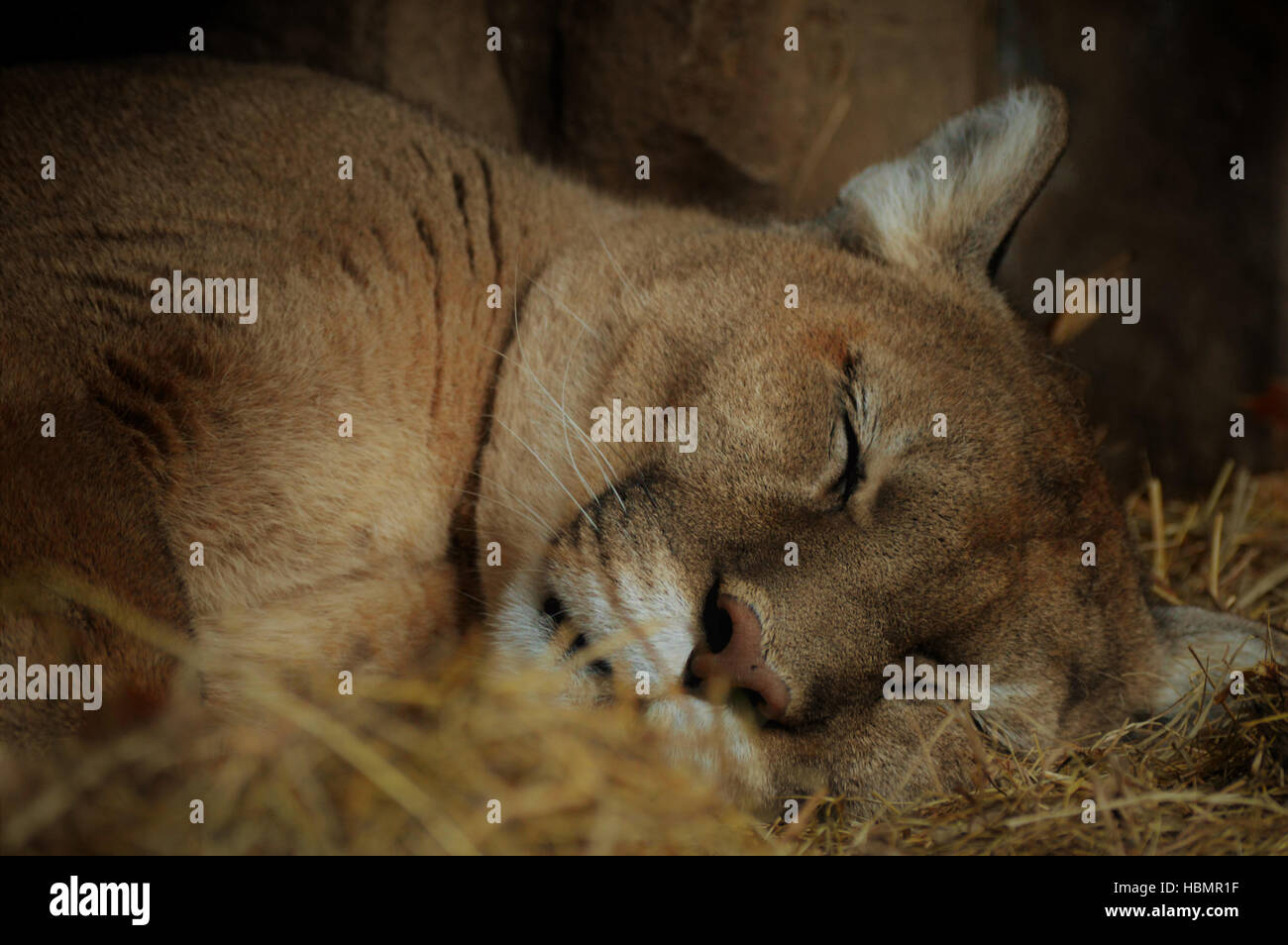 Puma face close up hi-res stock photography and images - Alamy