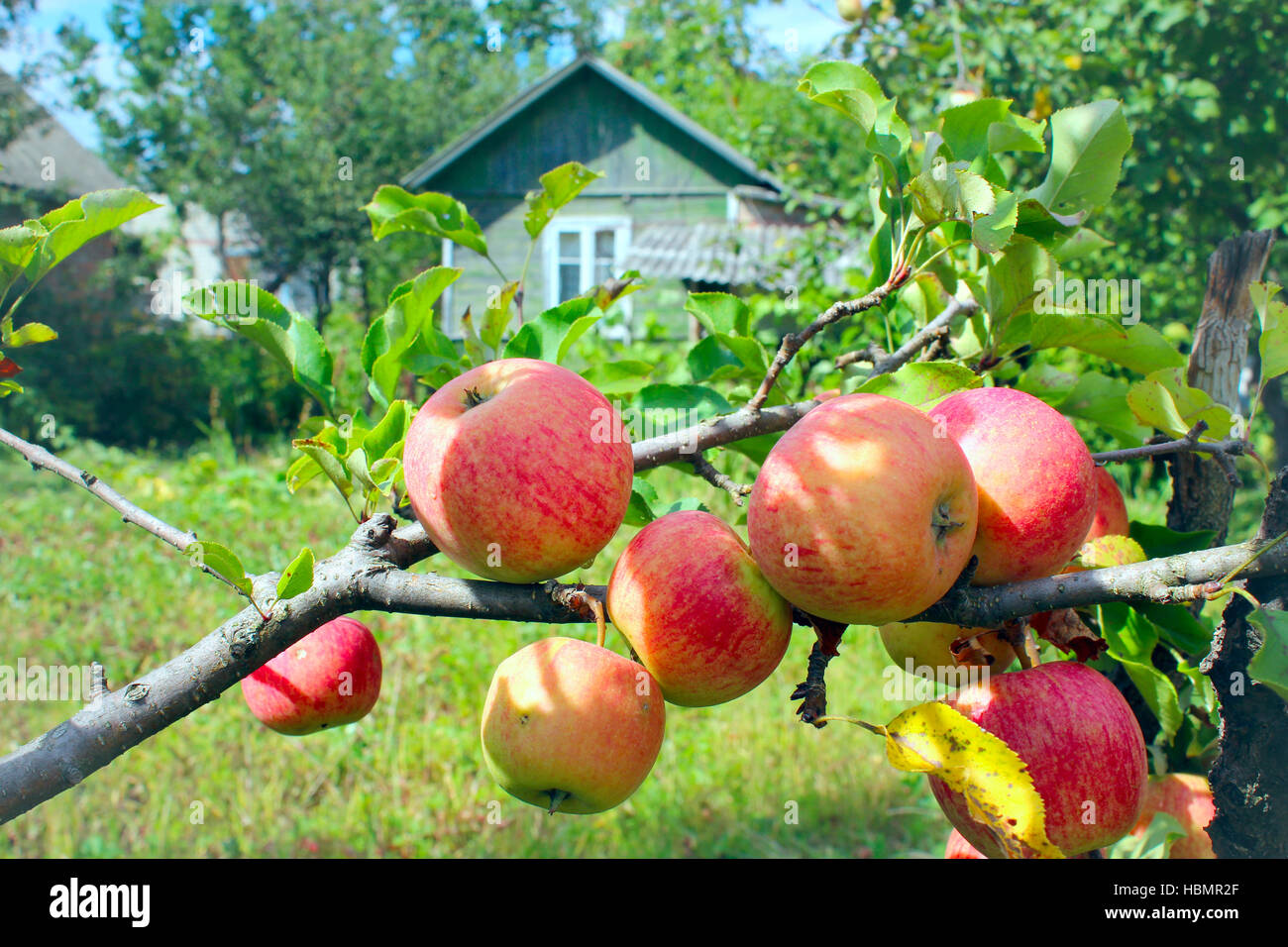 branch of ripe apples near the country-house Stock Photo - Alamy