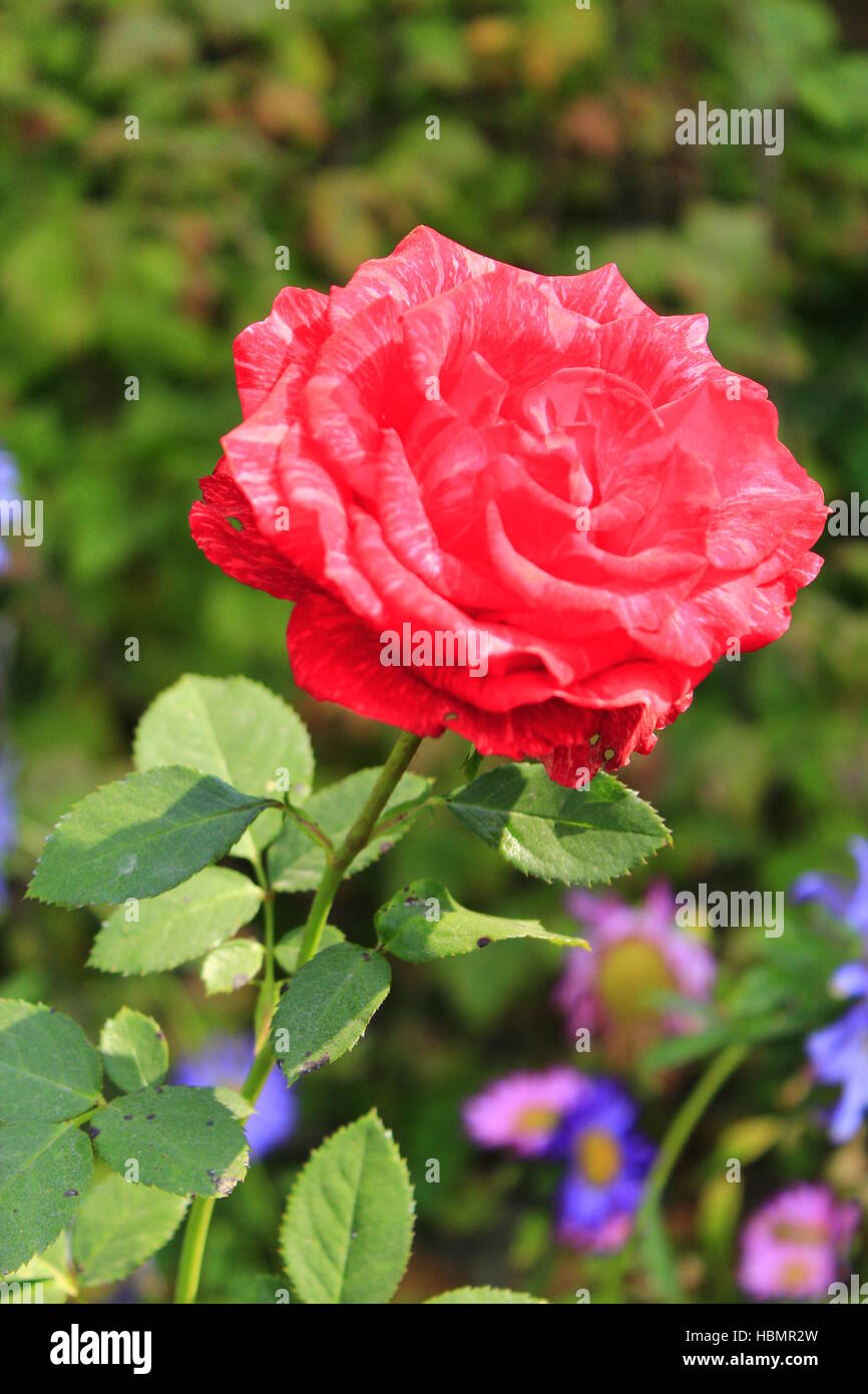 Beautiful scarlet rose hi-res stock photography and images - Alamy