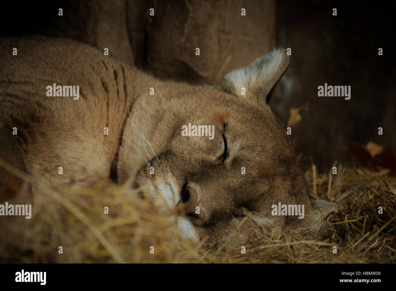Mountain lion laying down hi-res stock photography and images - Alamy