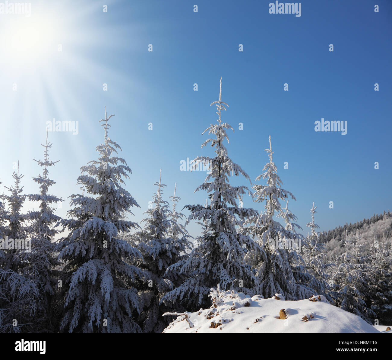 Sunlight in spruce forest hi-res stock photography and images - Alamy