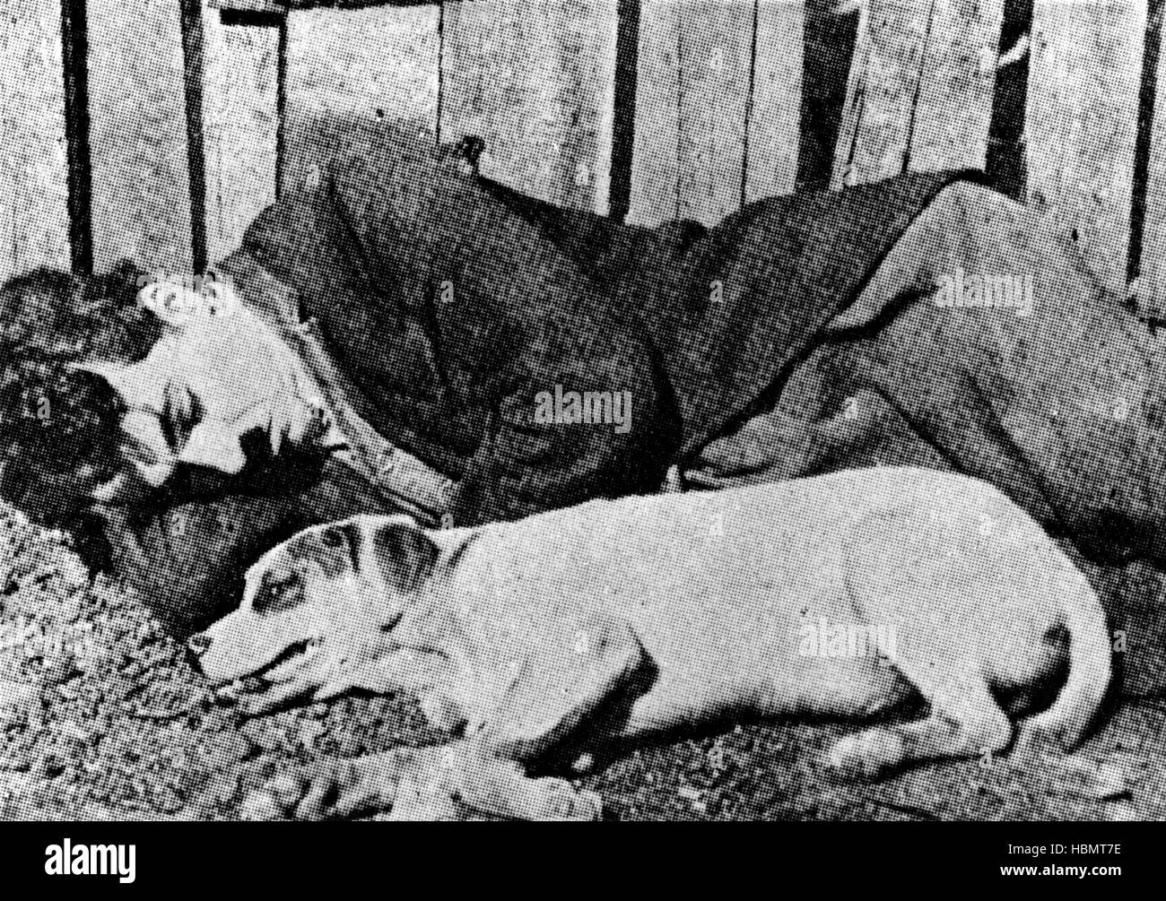 A DOG'S LIFE, Charles Chaplin, 1918 Stock Photo - Alamy