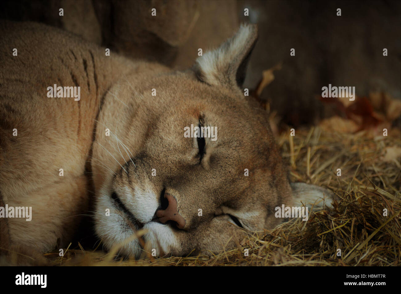 Puma face close up hi-res stock photography and images - Alamy