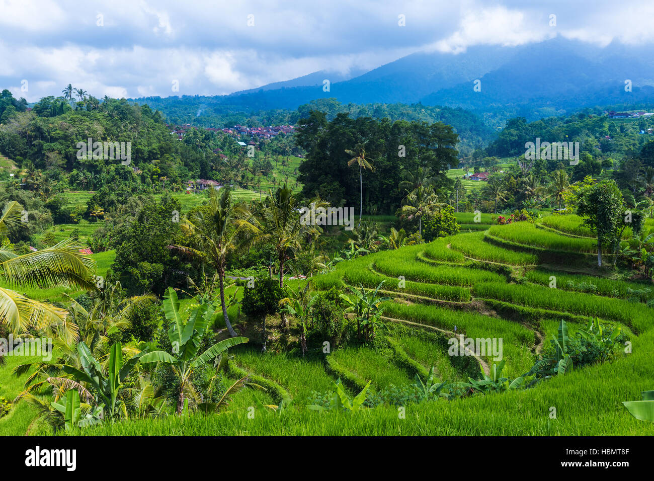 Rice fields - Bali island Indonesia Stock Photo - Alamy