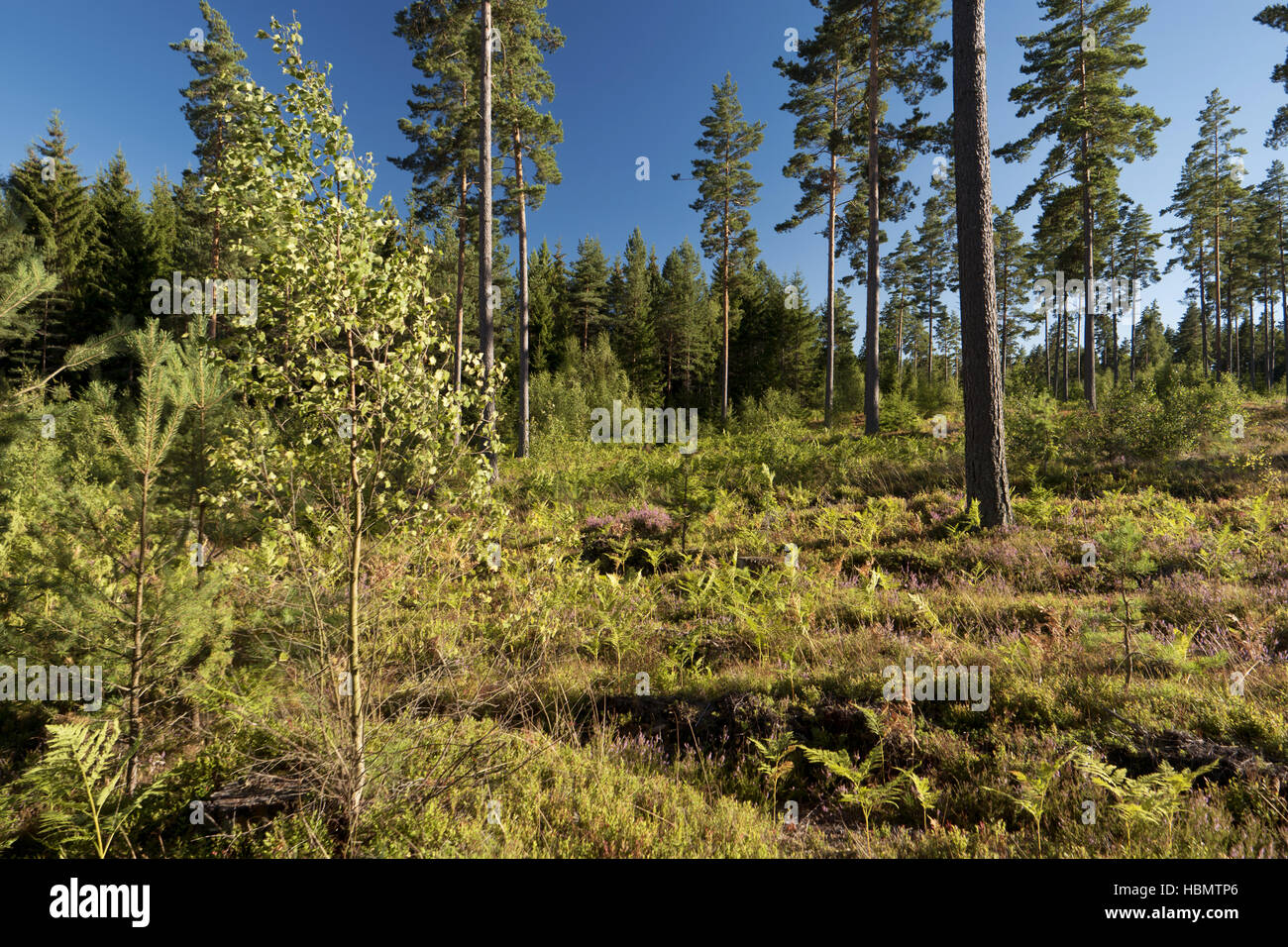 Blueberries in swedish forest hi-res stock photography and images - Alamy