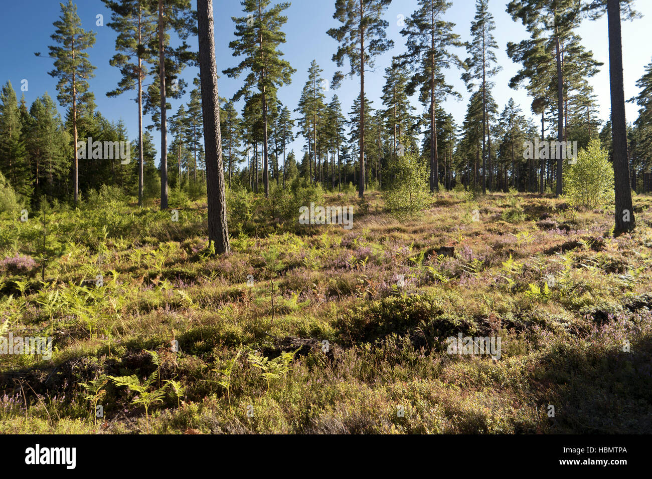 Blueberries in swedish forest hi-res stock photography and images - Alamy