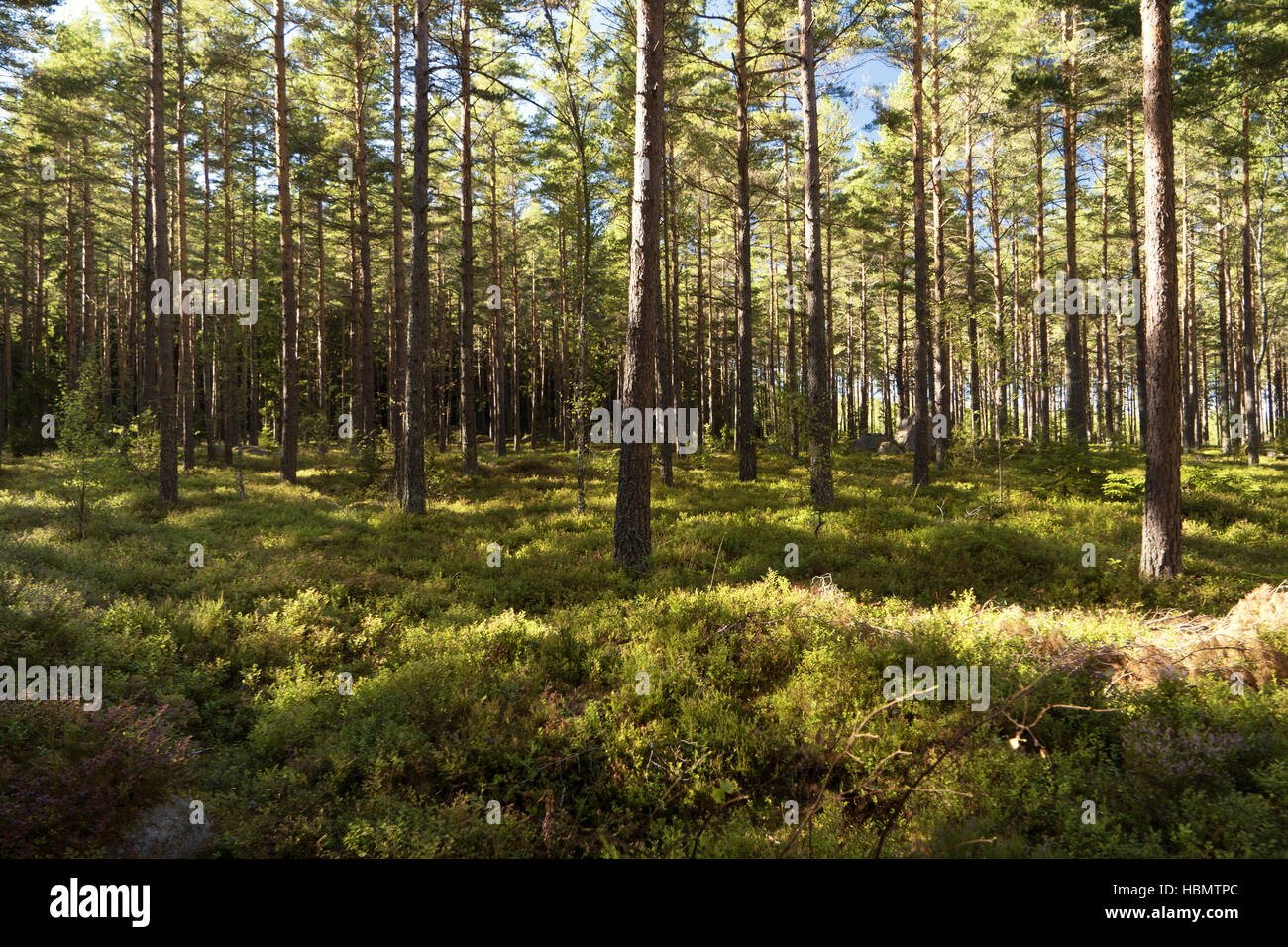 Forst sweden hi-res stock photography and images - Alamy