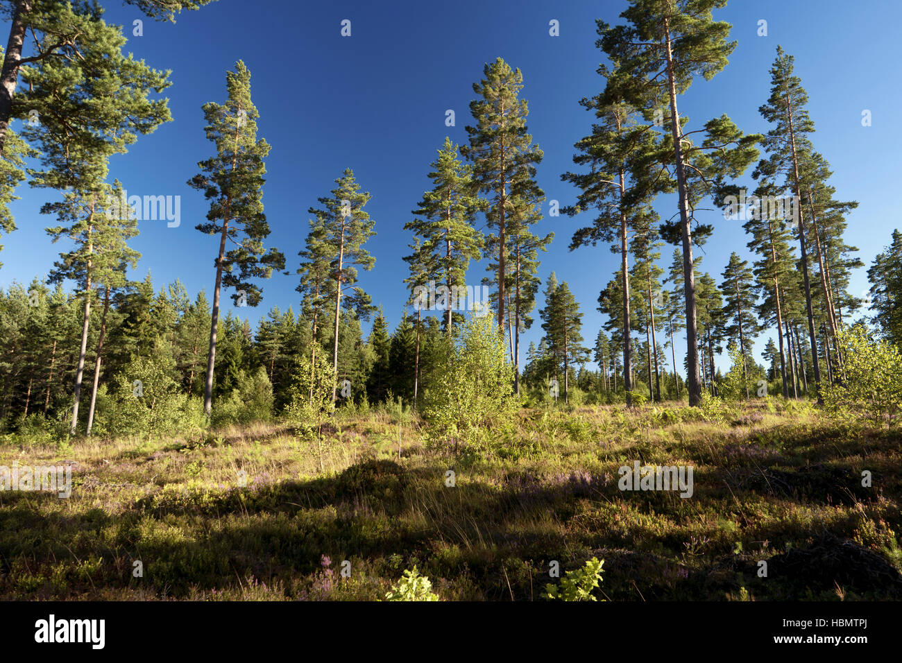 Blueberries in swedish forest hi-res stock photography and images - Alamy