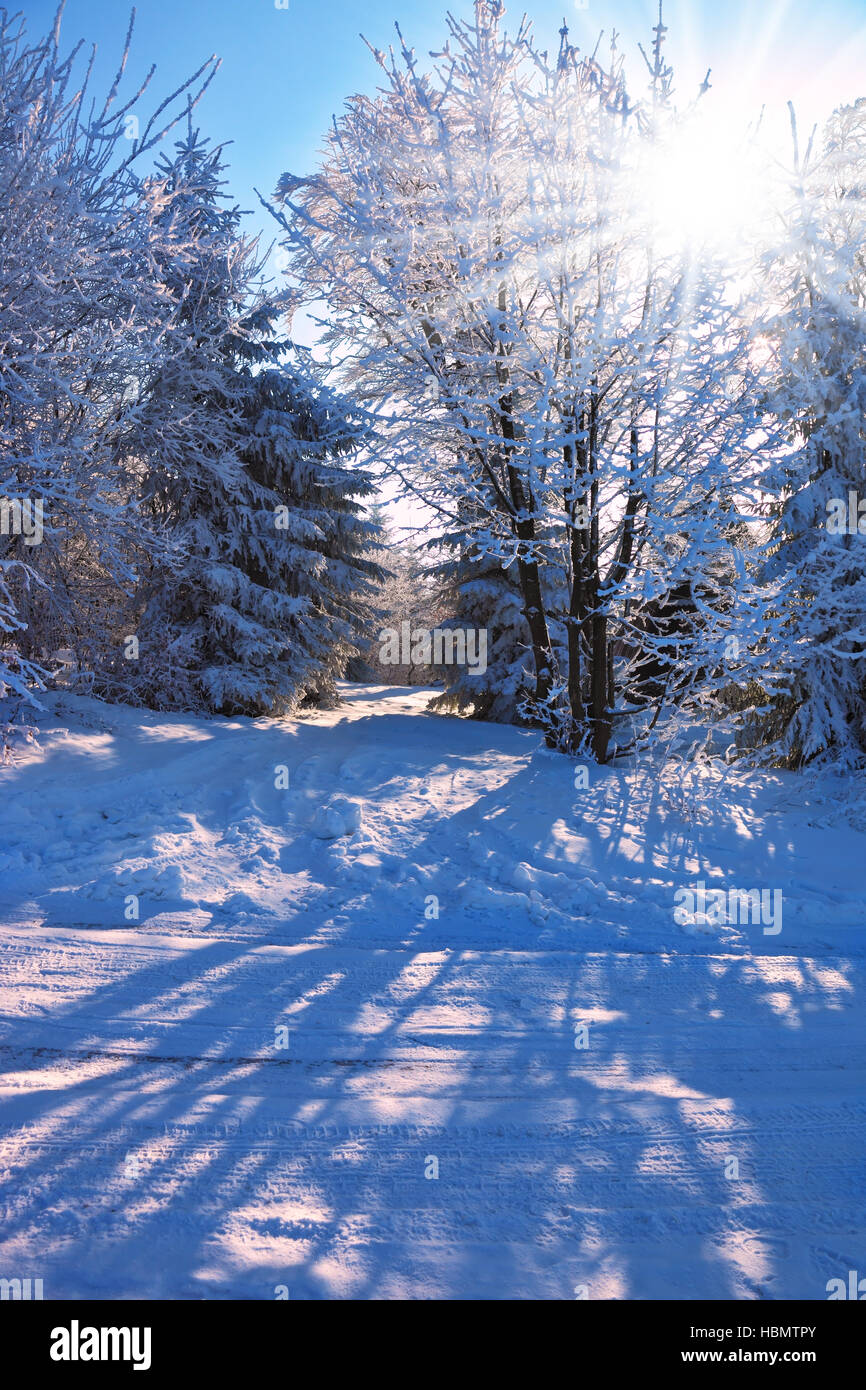 Tourist in snowy forest hi-res stock photography and images - Alamy