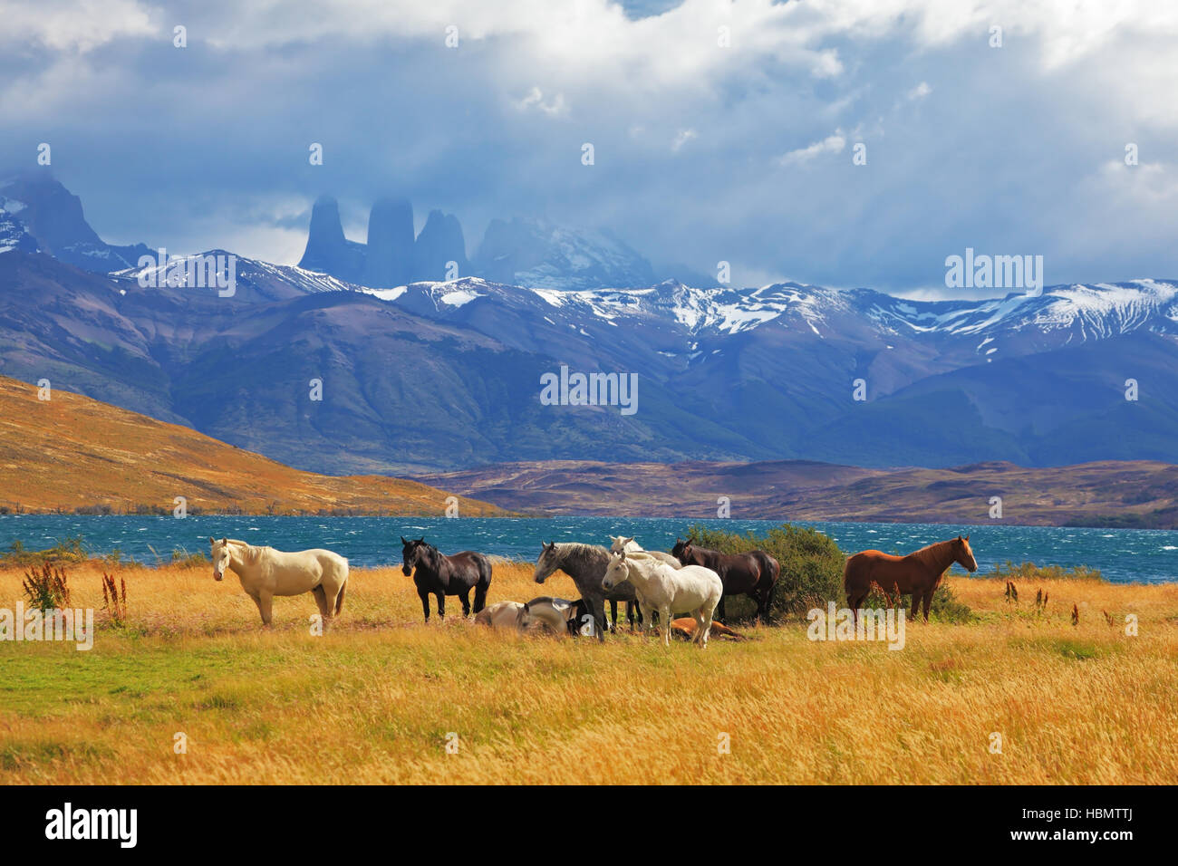 Beautiful horse Stock Photo - Alamy