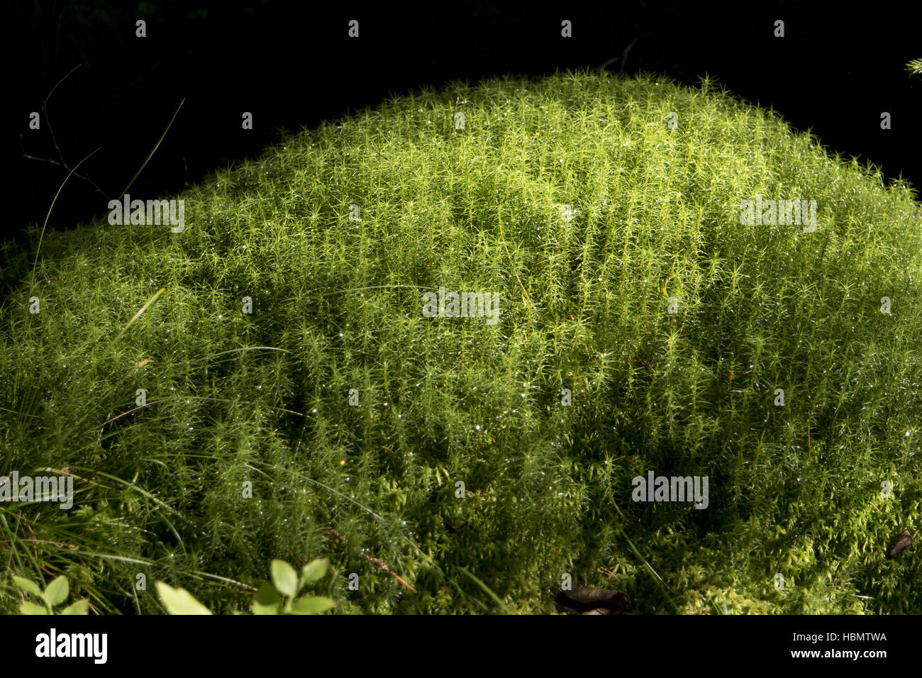 Forest soil with moss in Sweden Stock Photo - Alamy