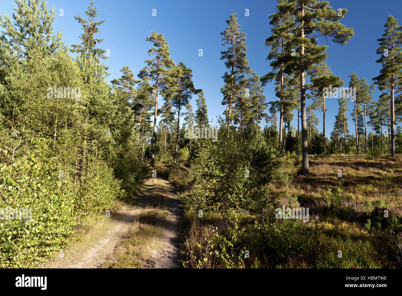 Forest and heathland in Sweden Stock Photo - Alamy