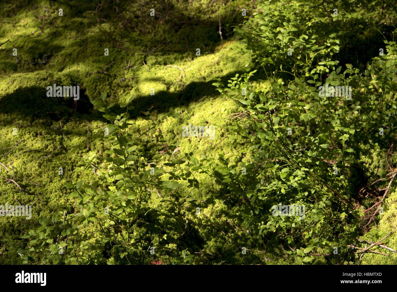 Moss soil hi-res stock photography and images - Alamy