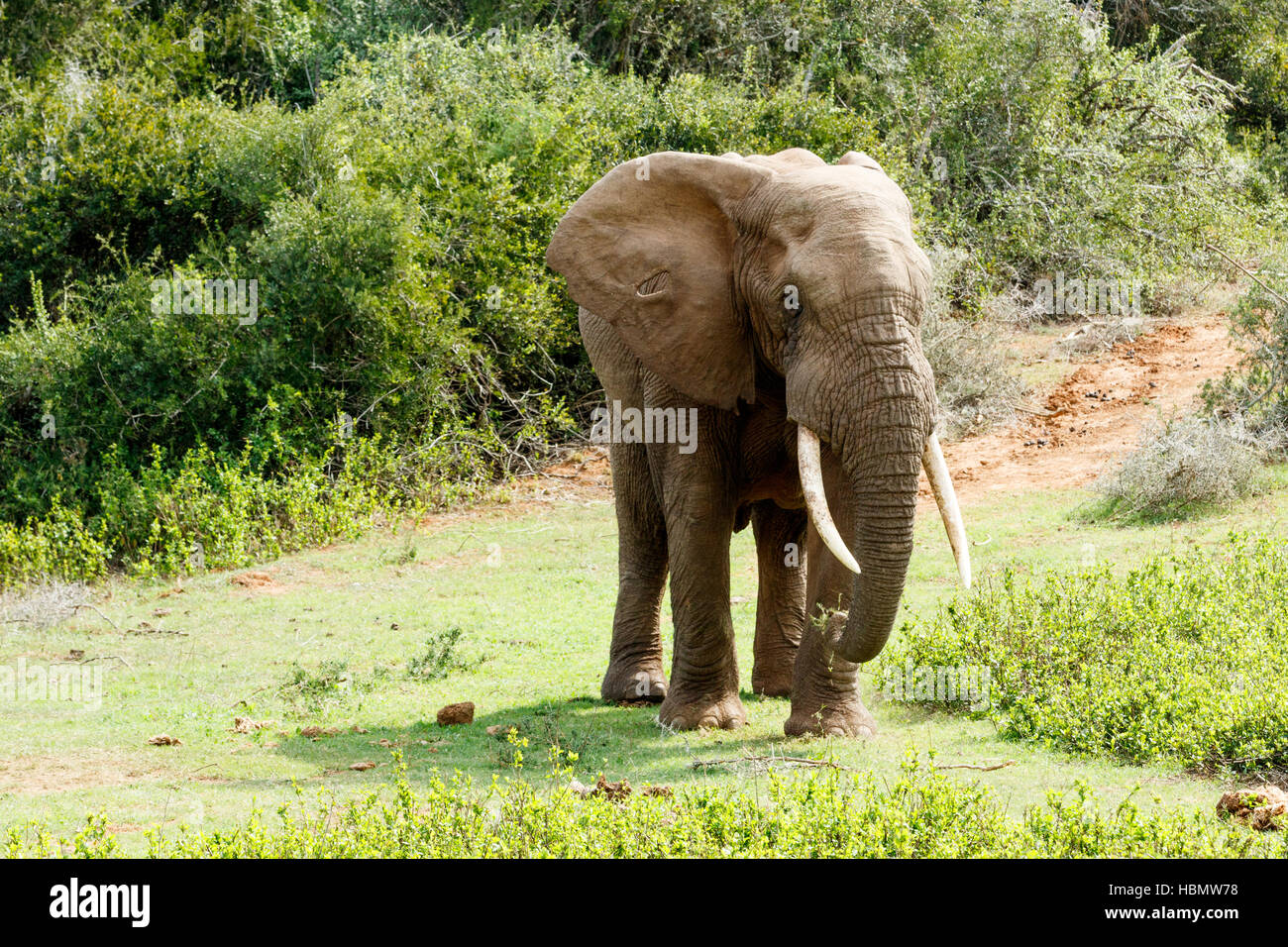 Side of elephant hi-res stock photography and images - Alamy