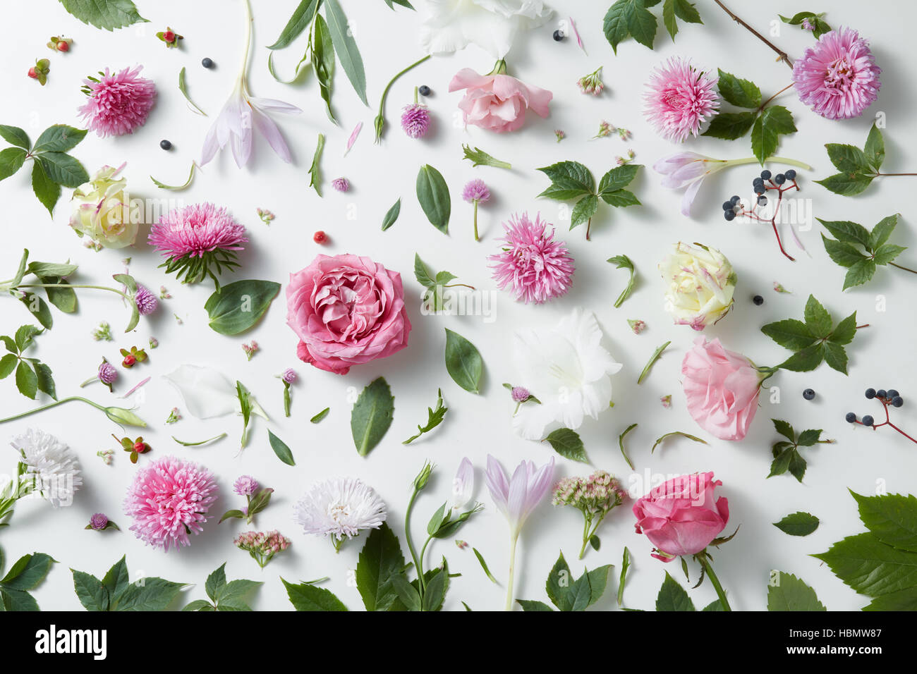 elegant background of pink roses Stock Photo - Alamy