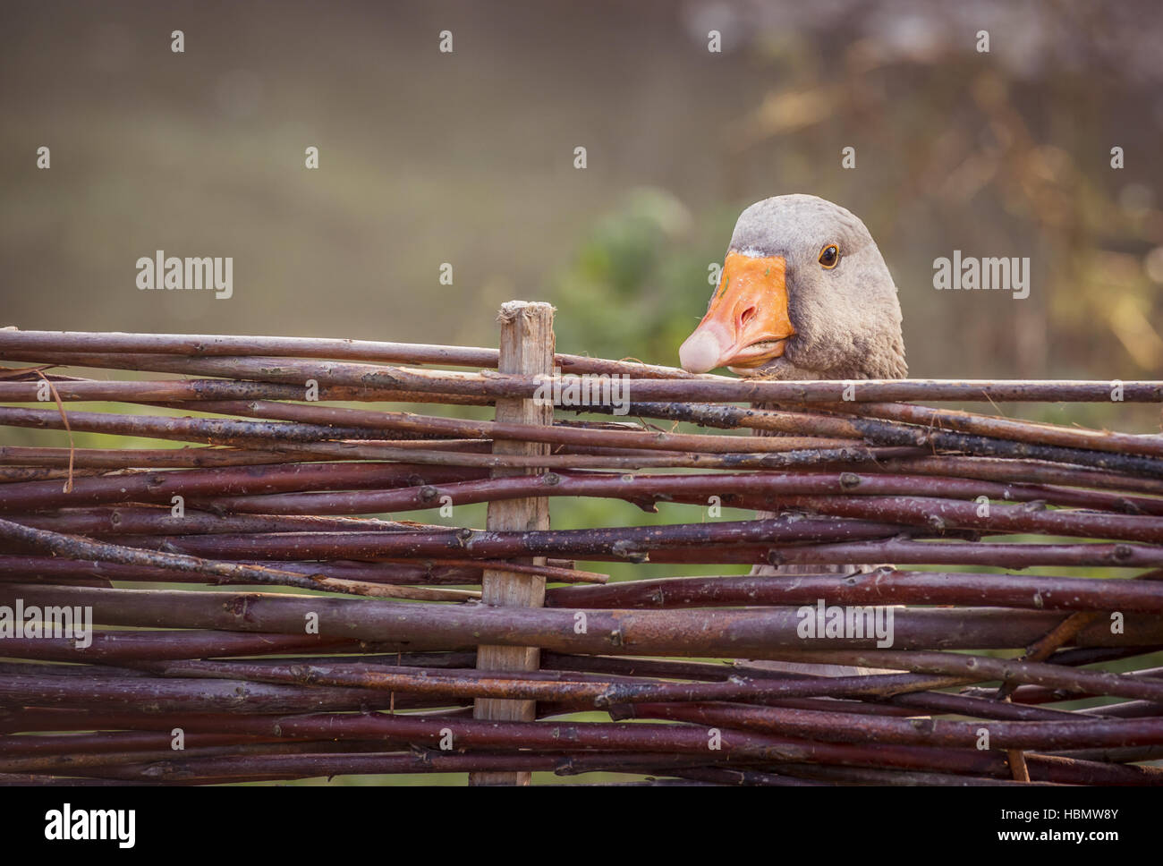 Gray goose behind fence Stock Photo - Alamy