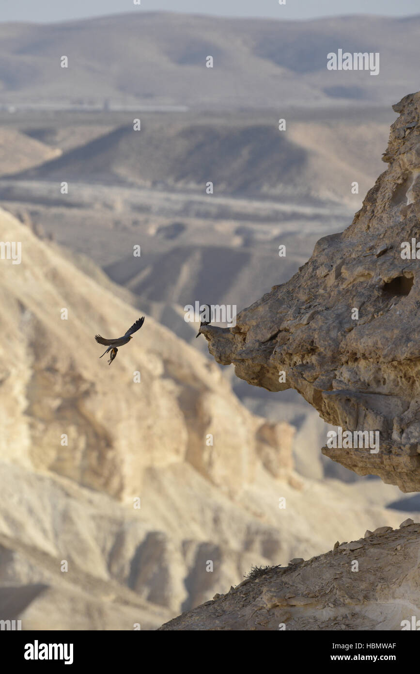 Sooty Falcon - Falco concolor Stock Photo - Alamy