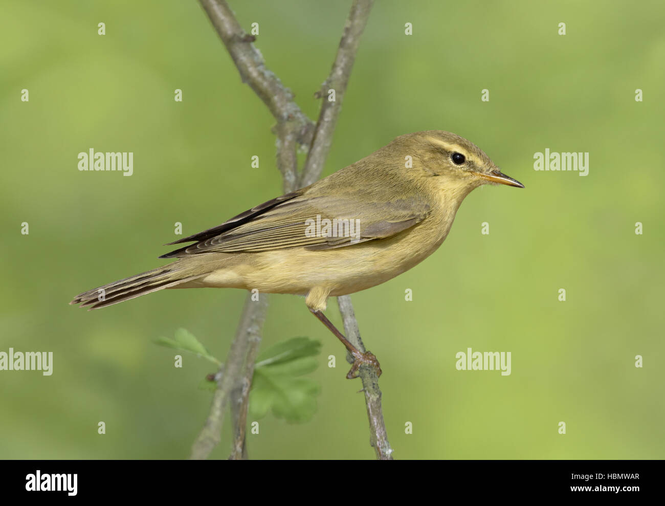 Willow Warbler - Phylloscopus trochilus - juvenile Stock Photo - Alamy