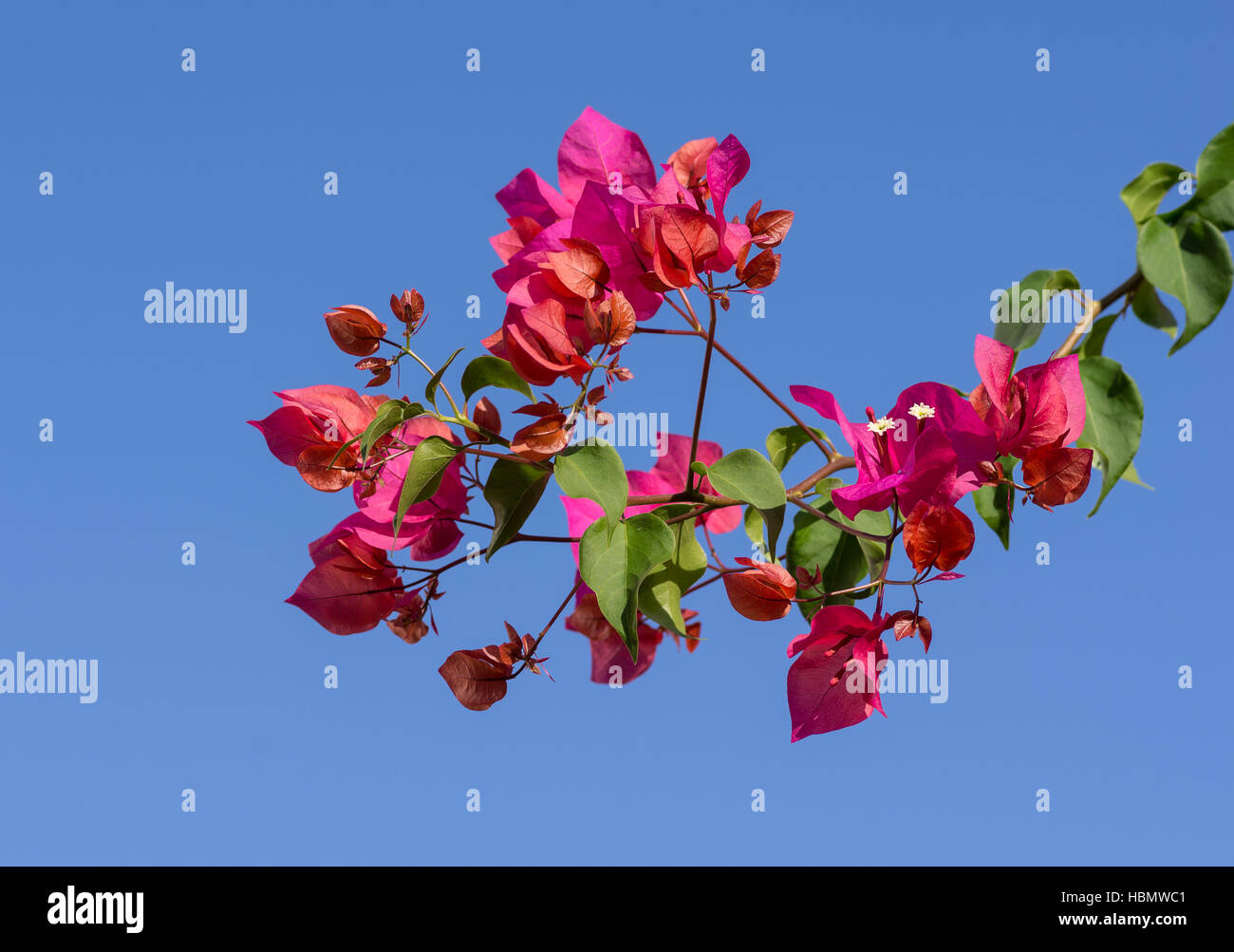 Mediterranean flowers hi-res stock photography and images - Alamy