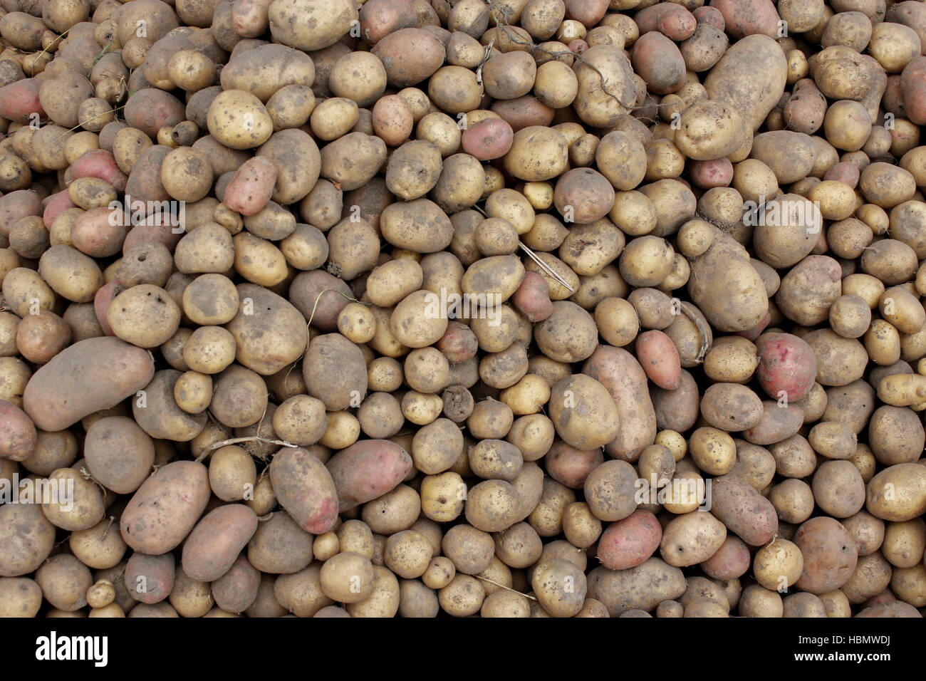 crop of potatoes Stock Photo - Alamy