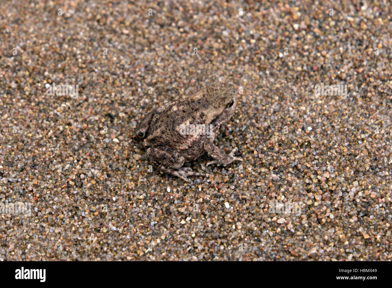 Toad at a lake Stock Photo - Alamy