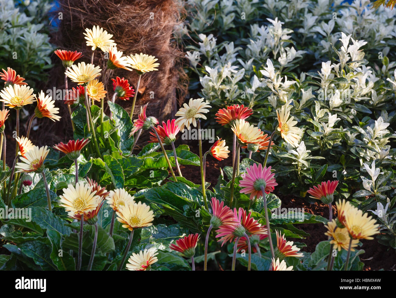 Spring flowers closeup Stock Photo - Alamy